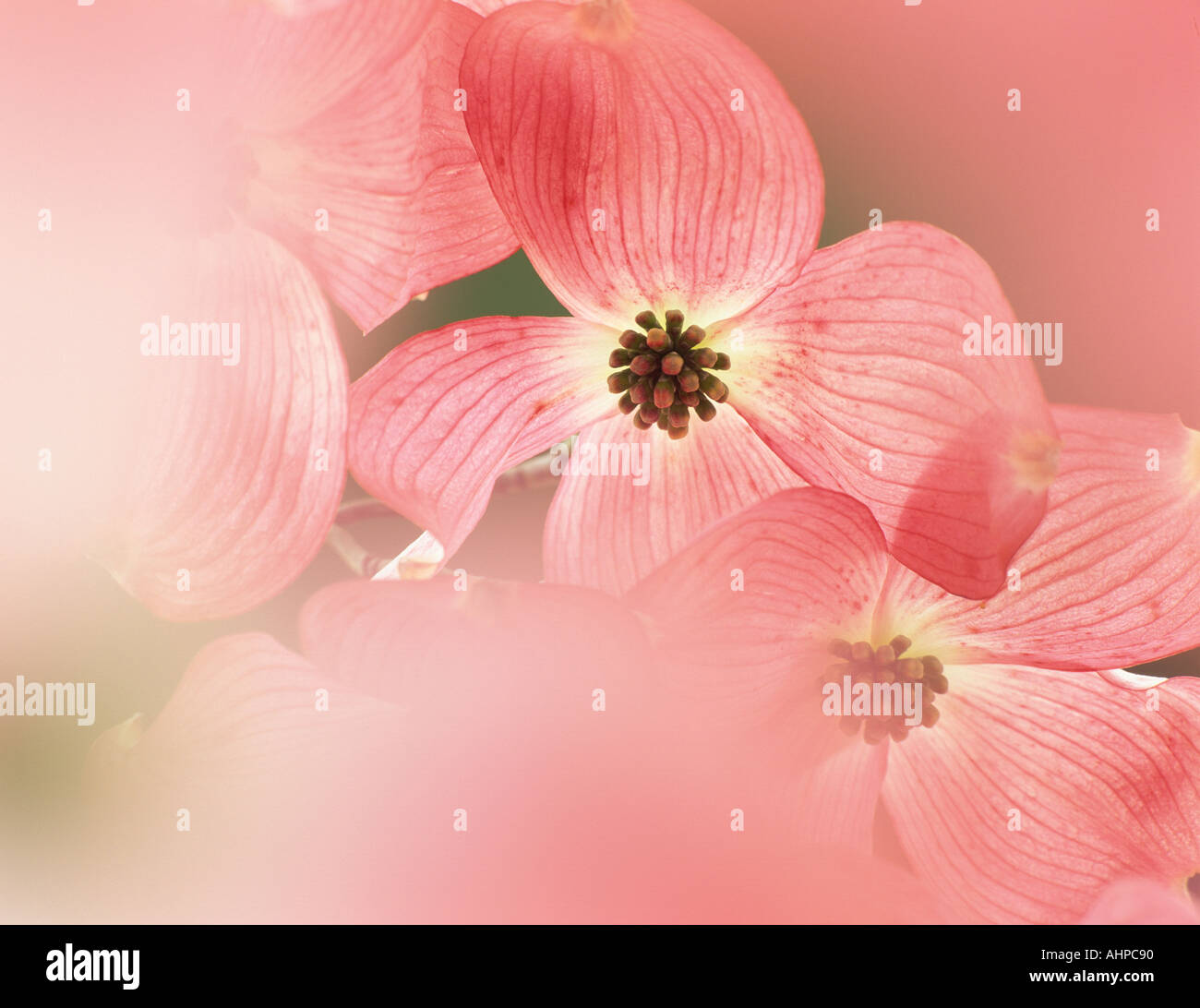 Horizontal dogwoods tree hi-res stock photography and images - Alamy