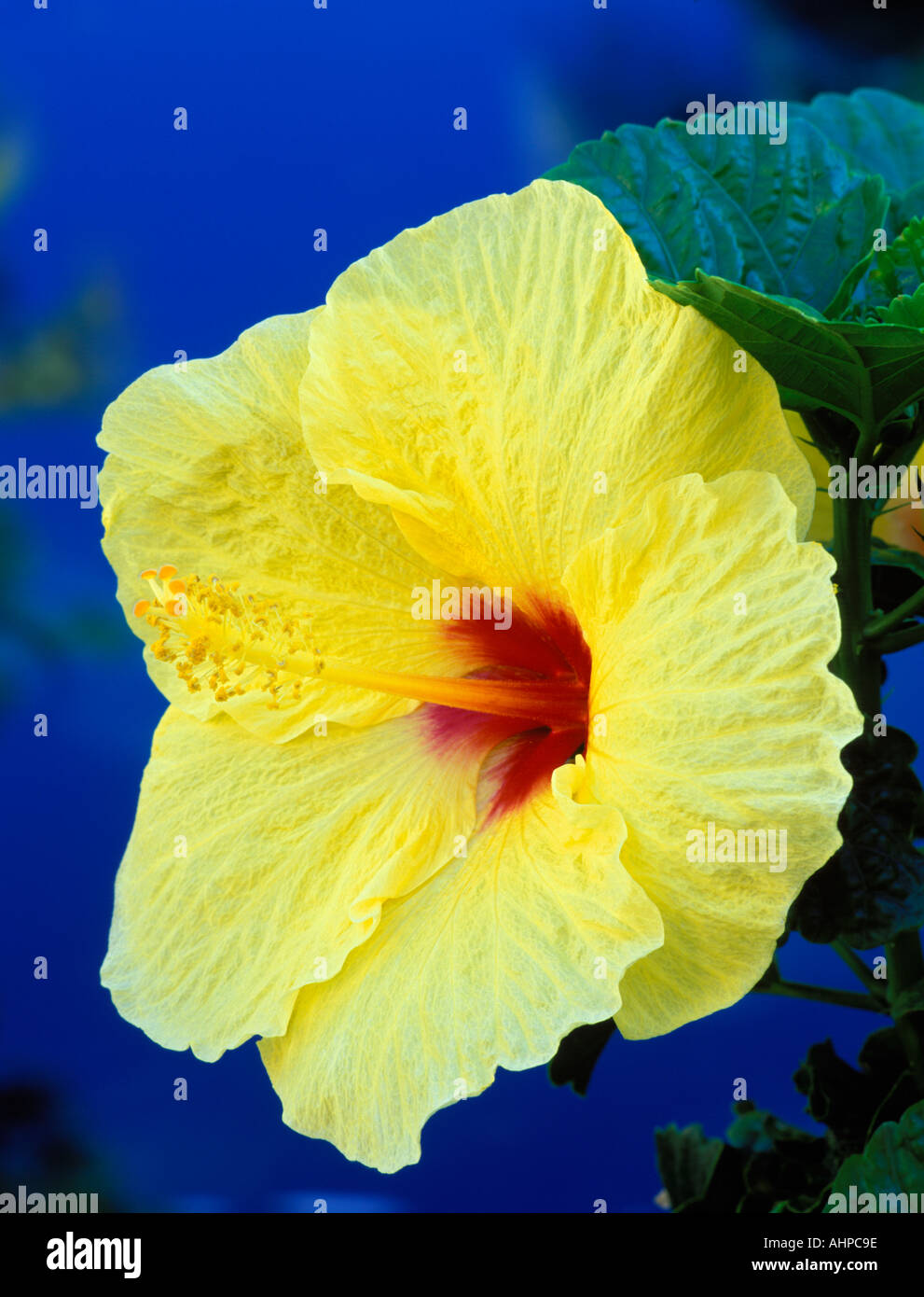 Yellow hibiscus flower Maui Hawaii Stock Photo - Alamy