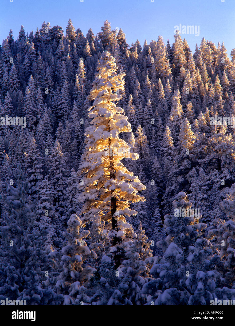 Medium to tall tree hi-res stock photography and images - Alamy