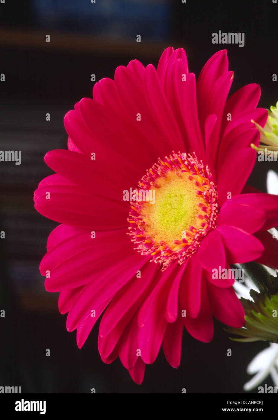 portrait of a gerbera Stock Photo - Alamy