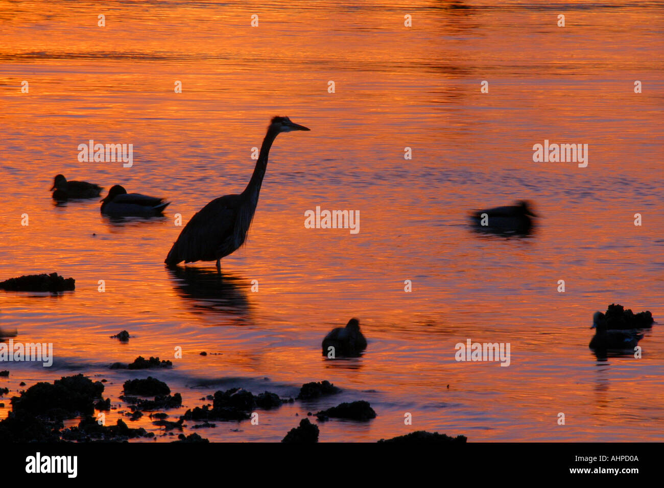 Horizontal Birds of North America Great Blue Heron; Ardea Herodias ...