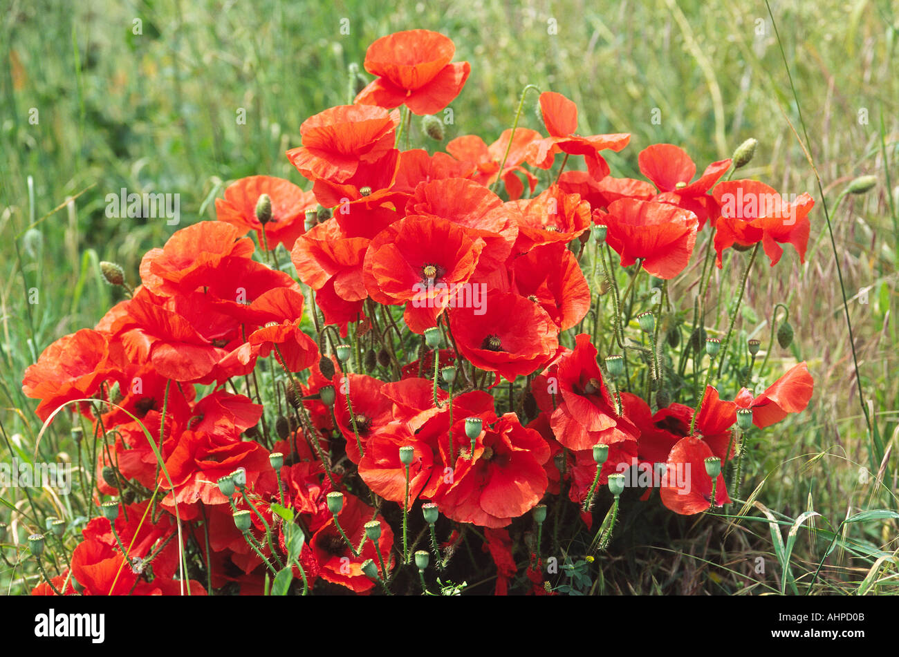 Cluster of Poppies Showing Various Stages from Buds to Seed heads Stock ...