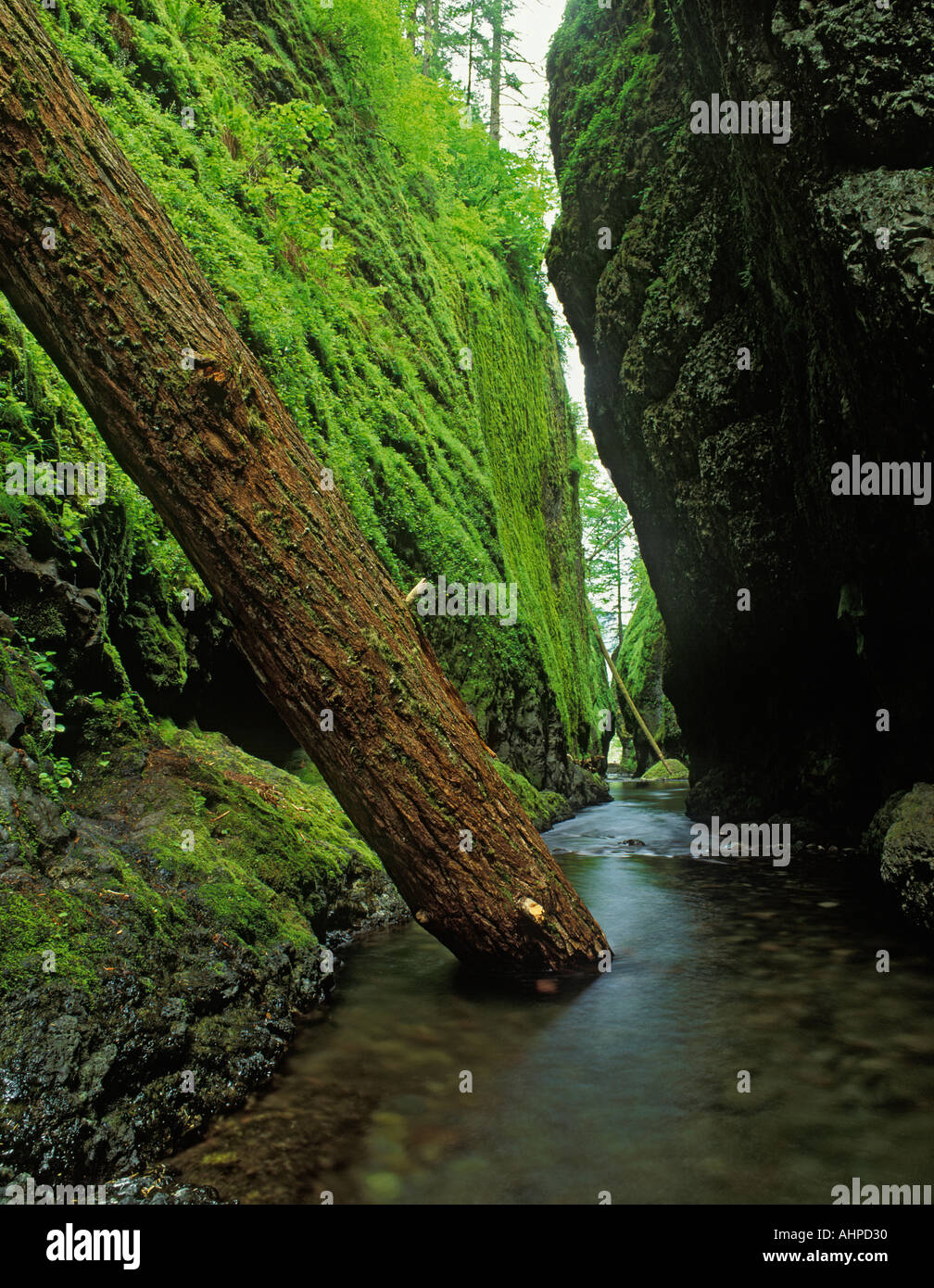 Oneonta Gorge Oregon Stock Photo - Alamy