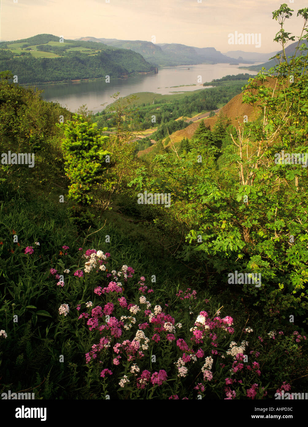 Wildflowers Columbia River Gorge National Scenic Area Oregon Stock ...