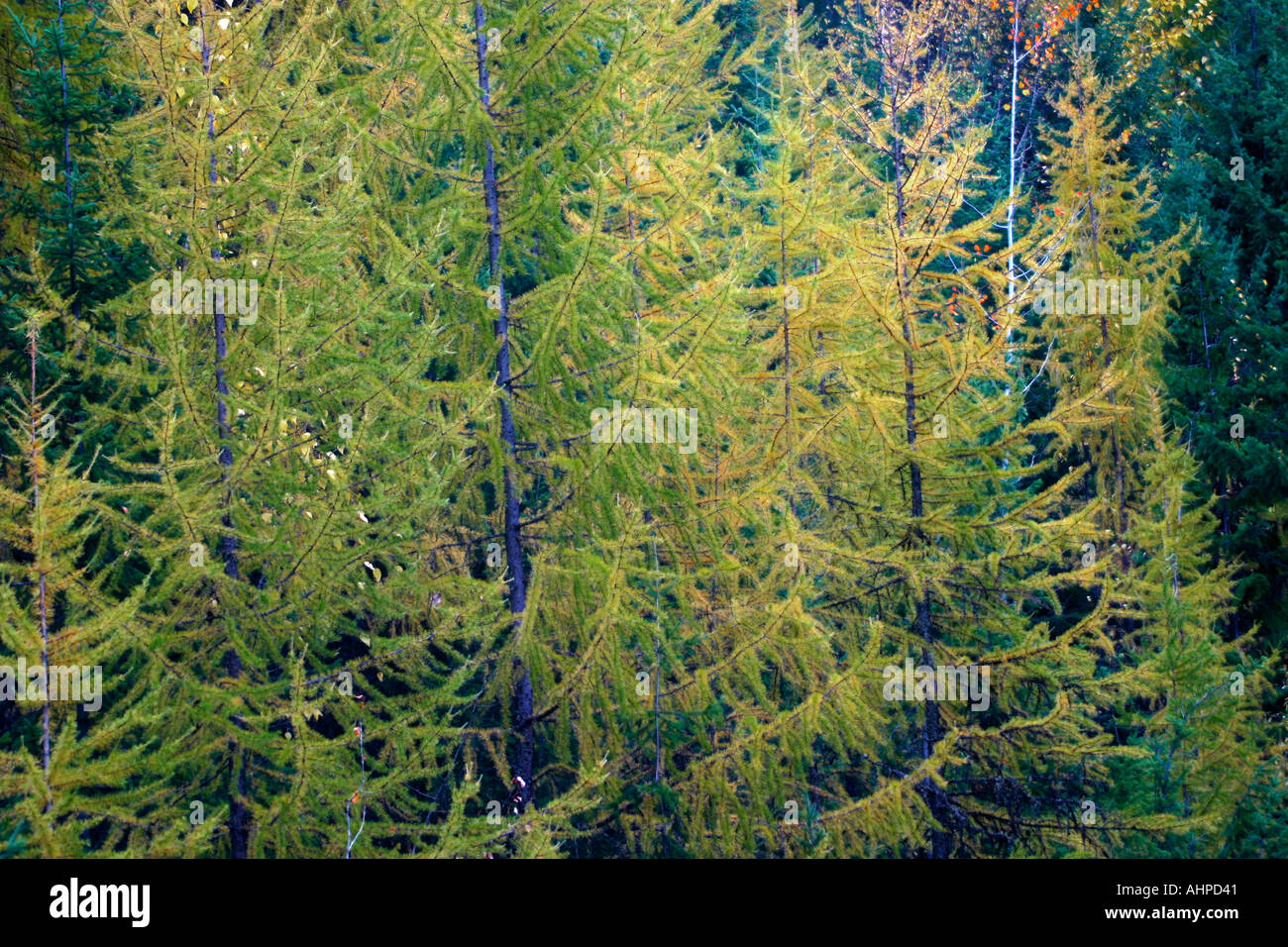 Larch sanctuary hi-res stock photography and images - Alamy