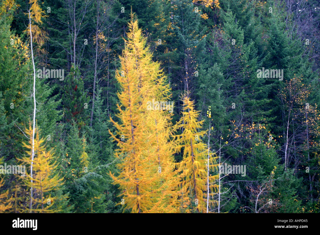 Pinceae hi-res stock photography and images - Alamy