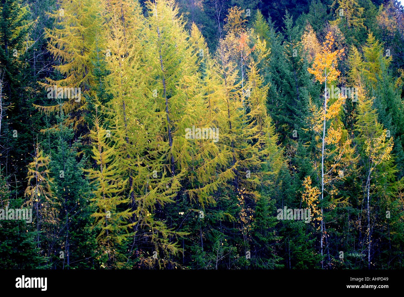 Pinceae hi-res stock photography and images - Alamy