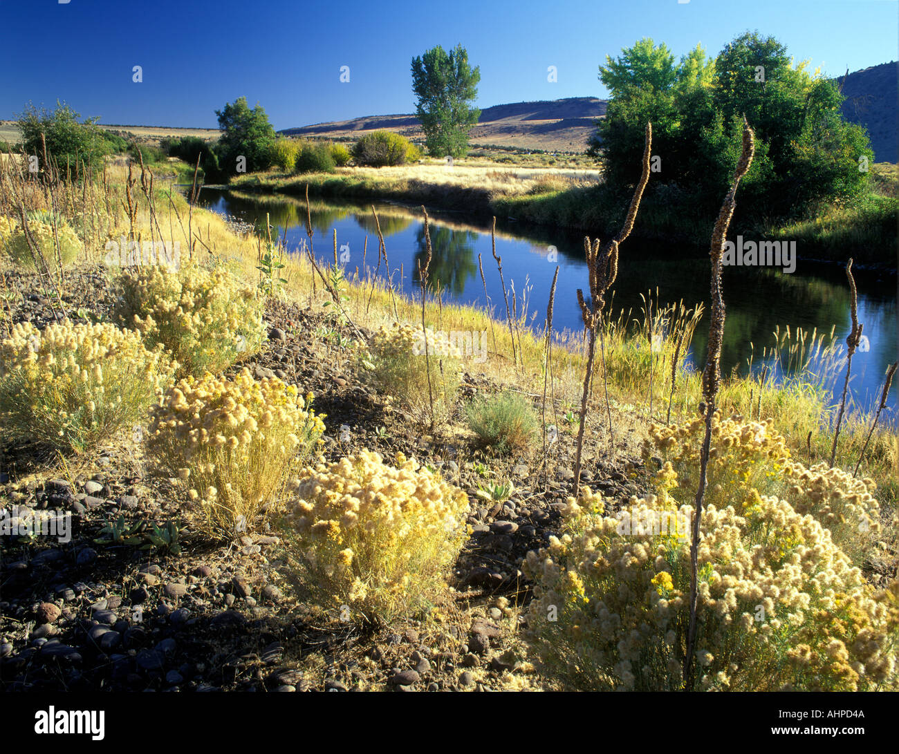 Rabbitbrush and Mullen in fall colors along banks of Donner and Blitzen ...