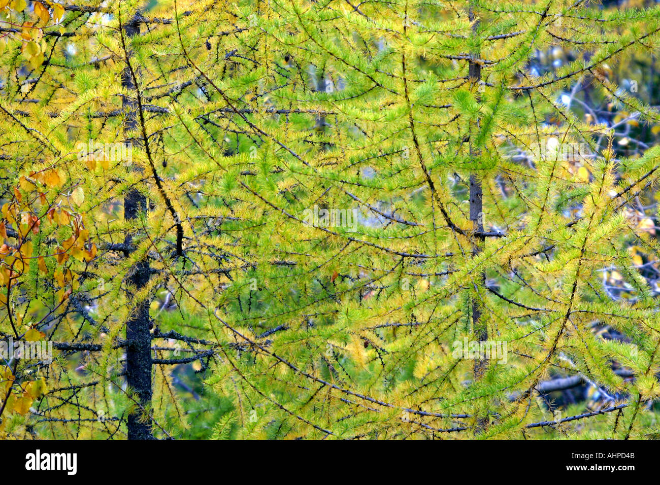Larch sanctuary hi-res stock photography and images - Alamy