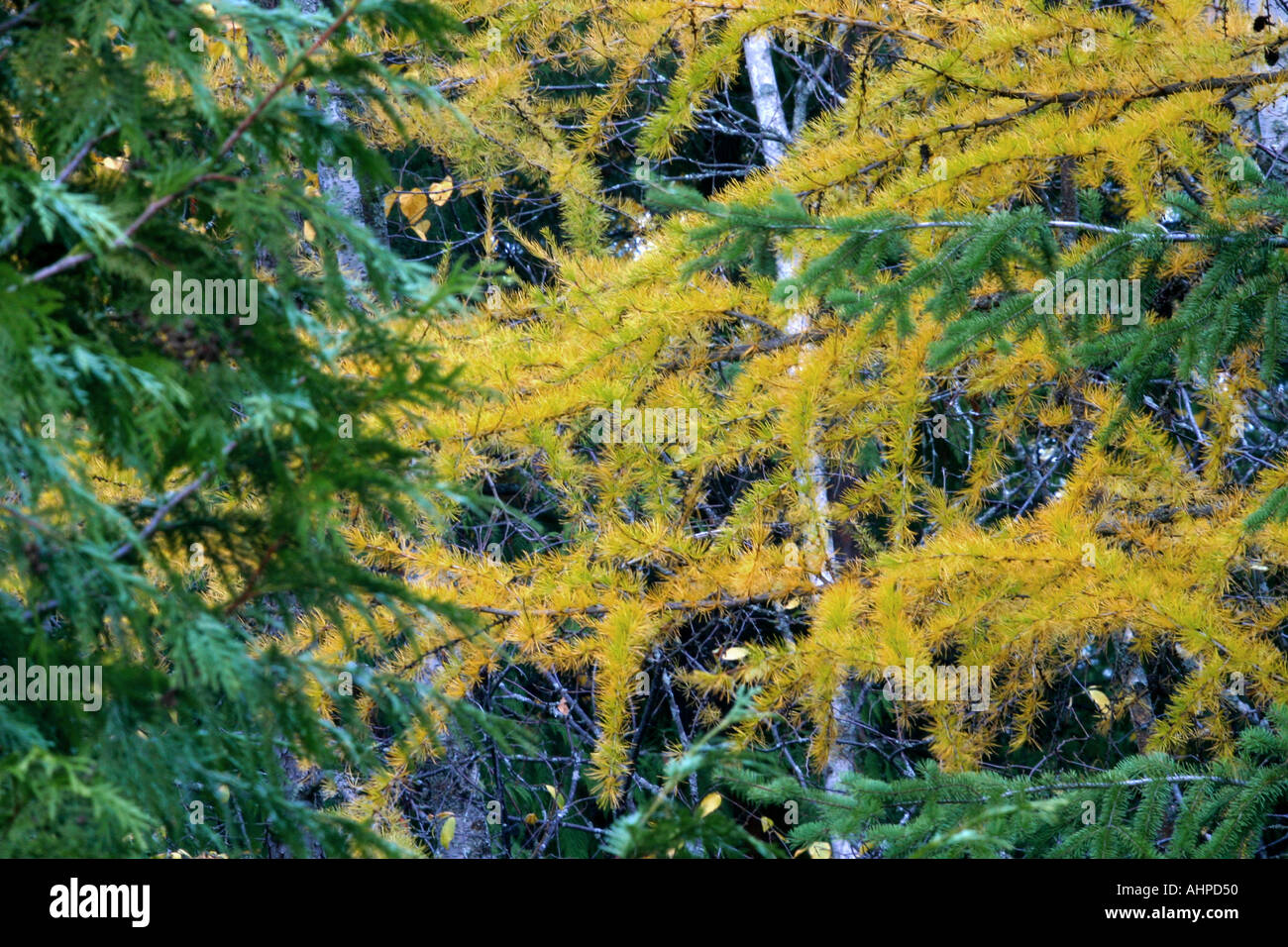 Larch sanctuary hi-res stock photography and images - Alamy