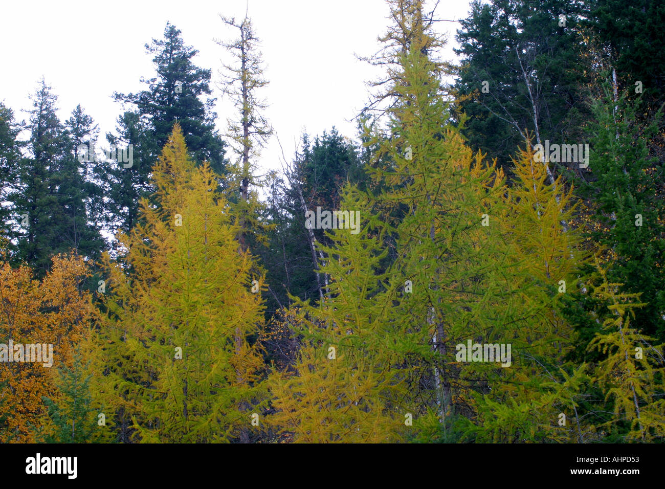 Pinceae hi-res stock photography and images - Alamy