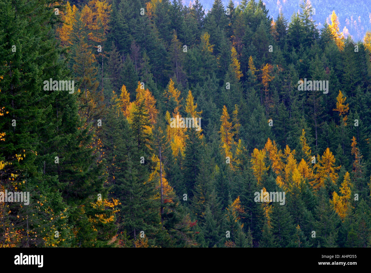 Larch sanctuary hi-res stock photography and images - Alamy
