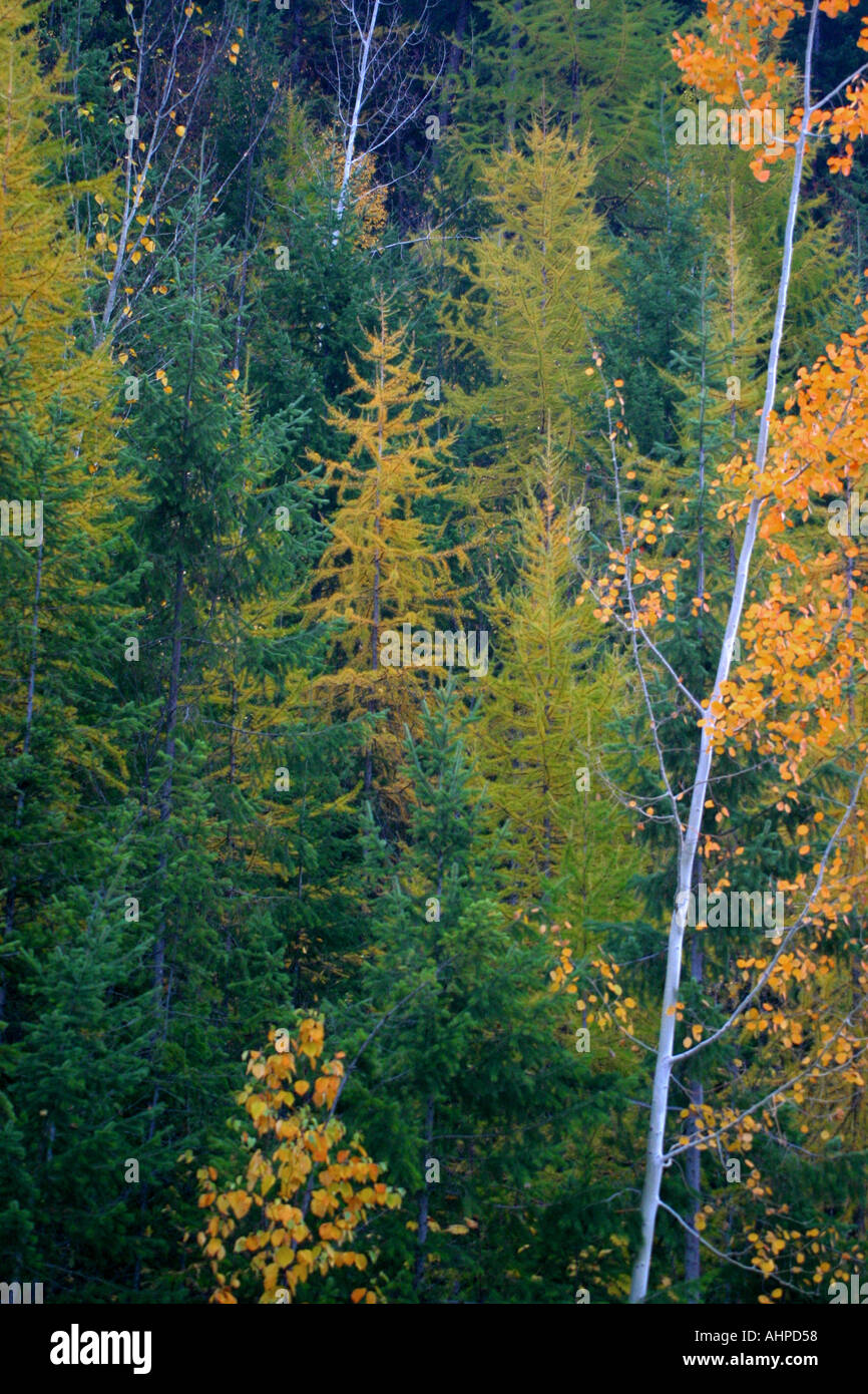 Pinceae hi-res stock photography and images - Alamy