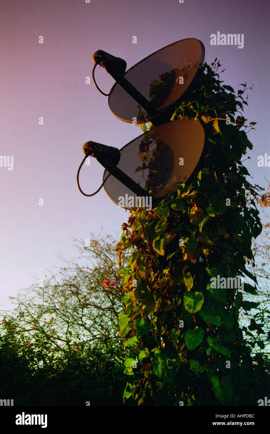 TV satelite dishes on an ivy covered post Stock Photo - Alamy