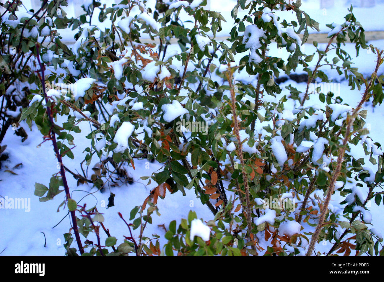Early seasons hi-res stock photography and images - Alamy
