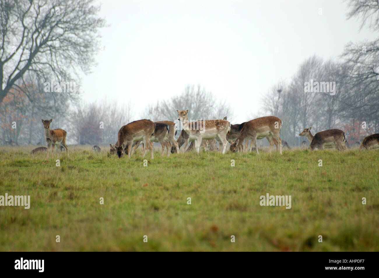 Whitetail Deer in a field Stock Photo - Alamy