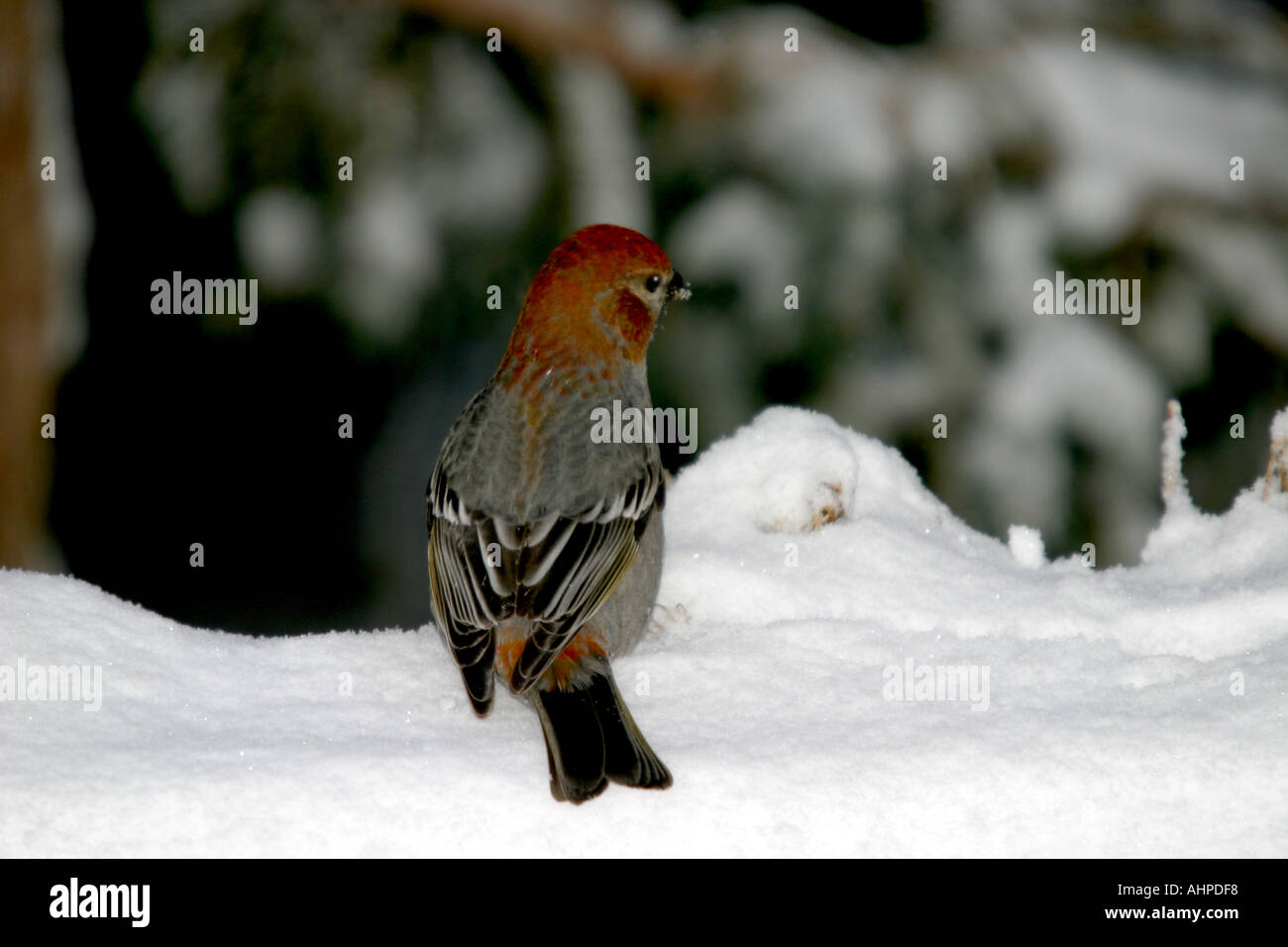 Horizontal Birds of North America Pine grosbeak pinicola enucleater ...
