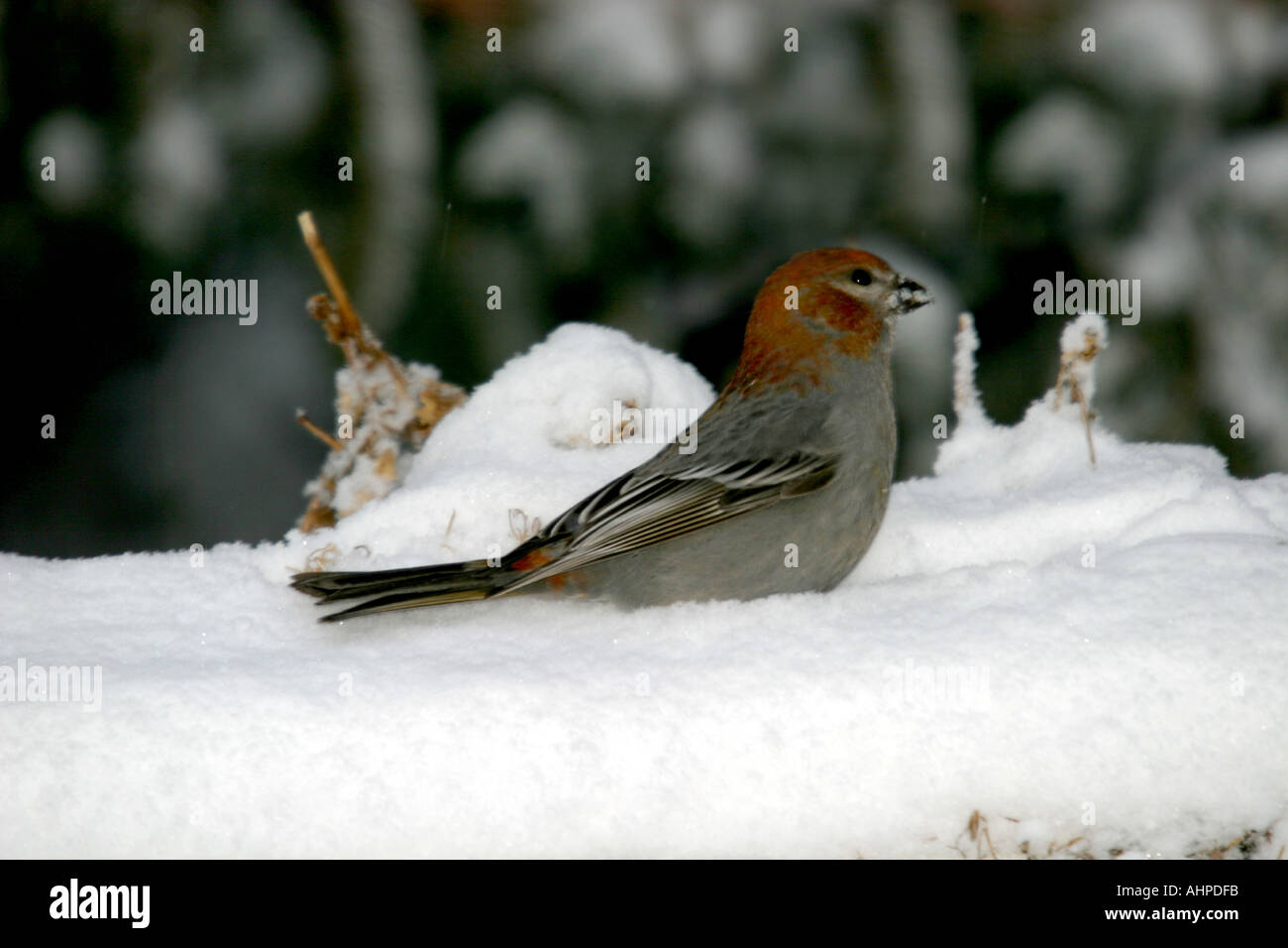 Horizontal Birds of North America Pine grosbeak pinicola enucleater ...