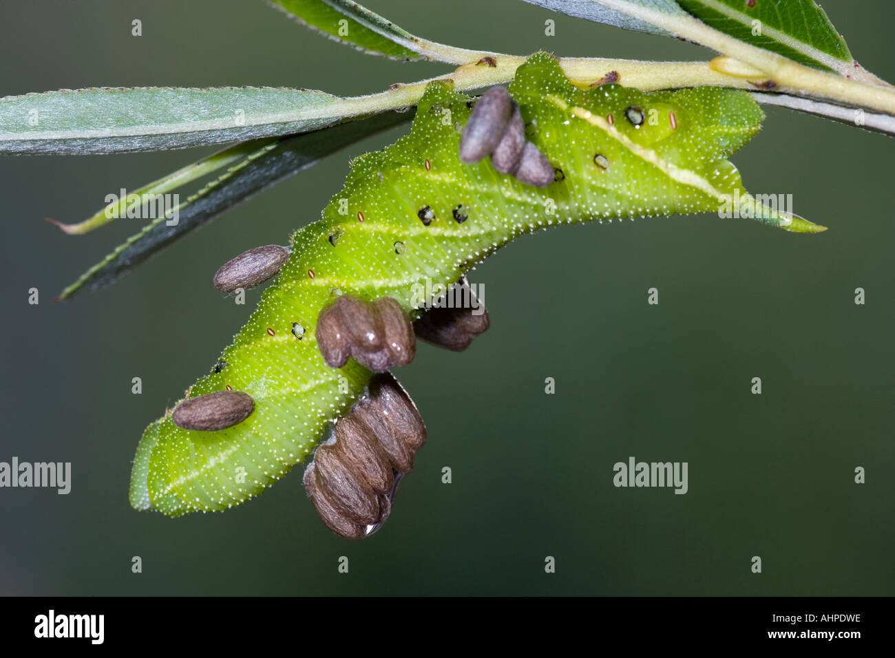 Poplar Hawk moth Laothoe populi larvae on willow showing Parasitisation ...