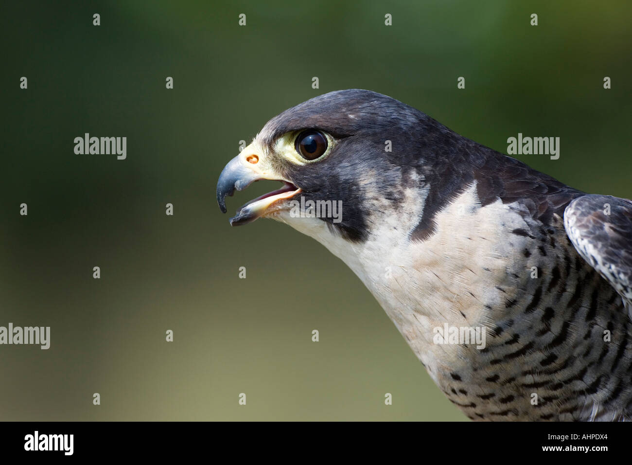 Peregrine Falco peregrinus head shot with beak open looking alert with ...