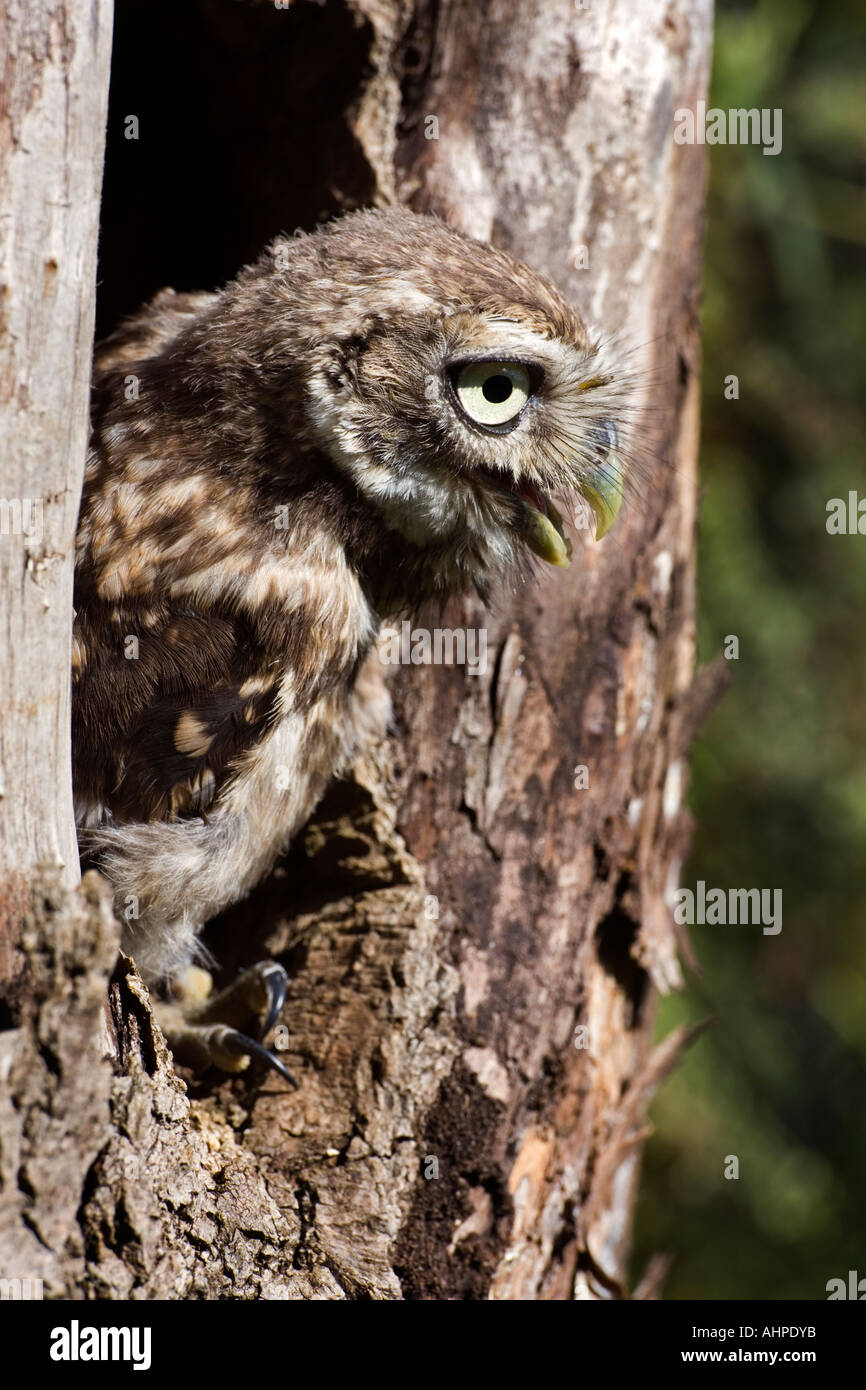 Little owl in tree hollow hi-res stock photography and images - Alamy