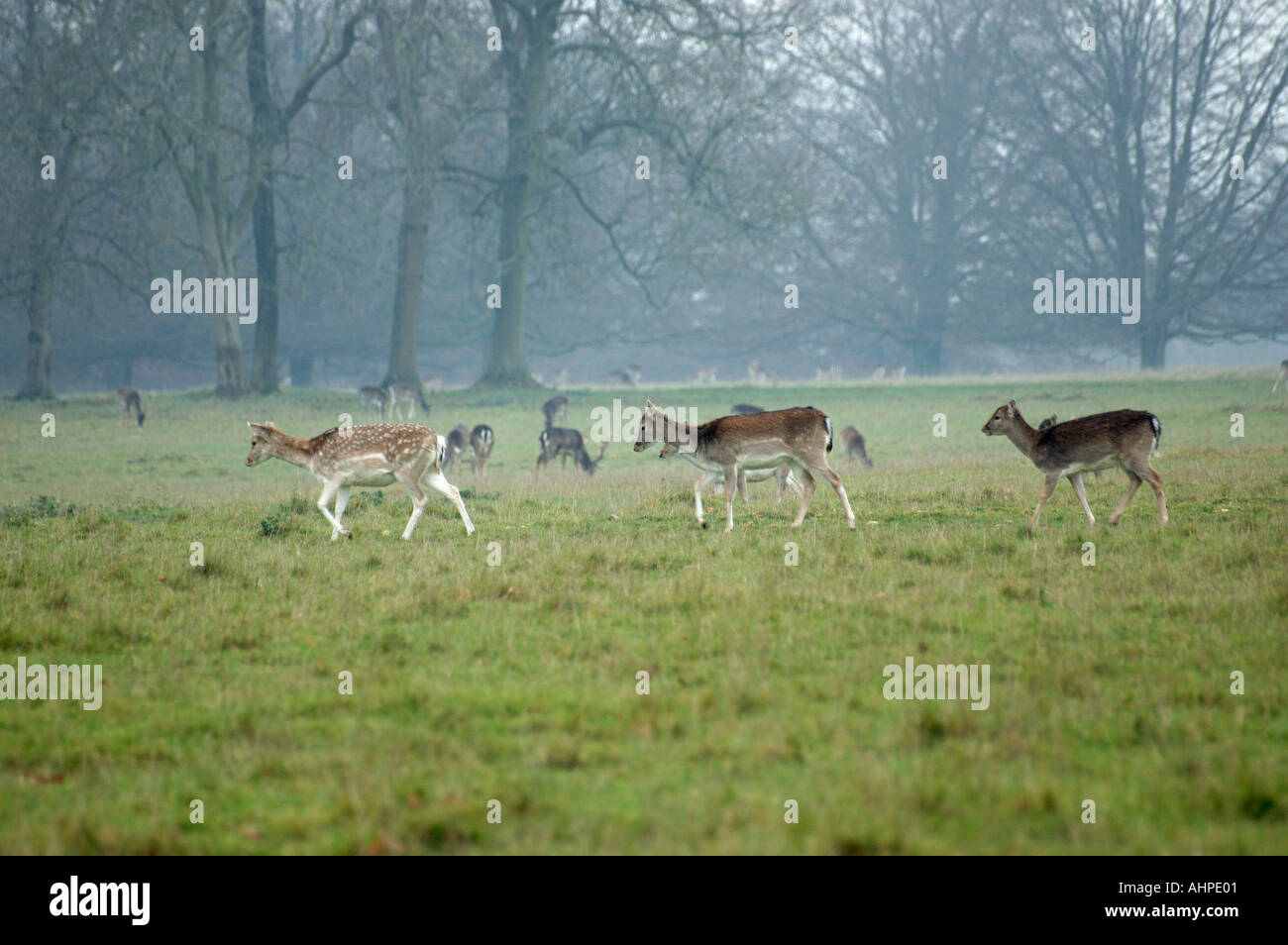 Whitetail Deer in a field Stock Photo - Alamy