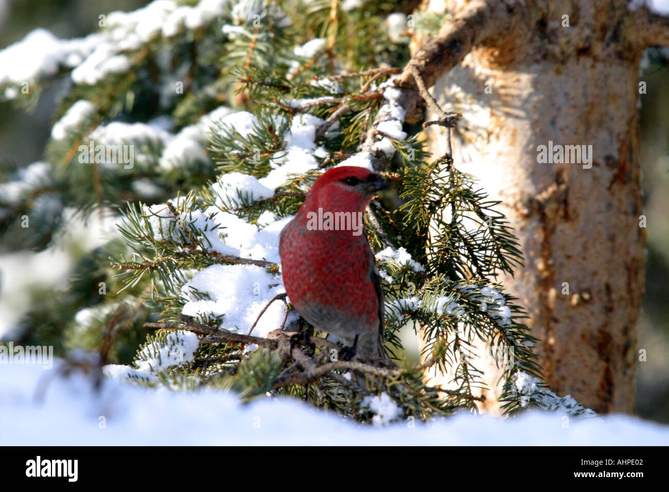 Horizontal Birds of North America Pine grosbeak pinicola enucleater ...