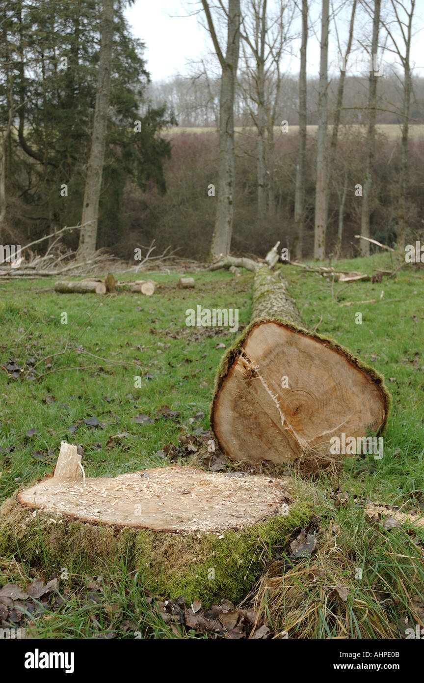 Felled tree hi-res stock photography and images - Alamy