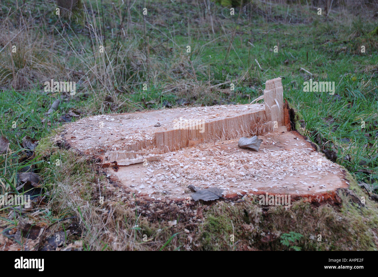 Tree stump after cutting Stock Photo - Alamy Tree stump after cutting Stock Photo - Alamy