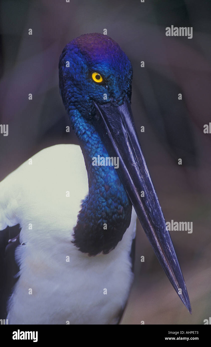 Australian stork hi-res stock photography and images - Alamy