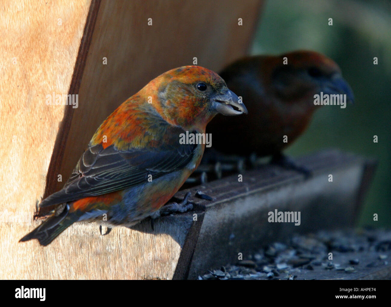 Horizontal Birds of North America red crossbill; loxia curvirostra; at ...