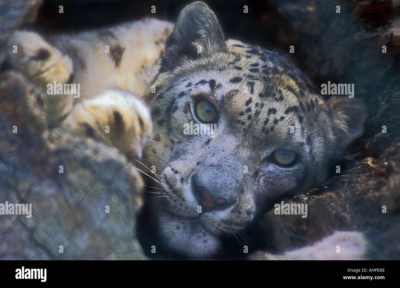 Inside a tree trunk hi-res stock photography and images - Alamy