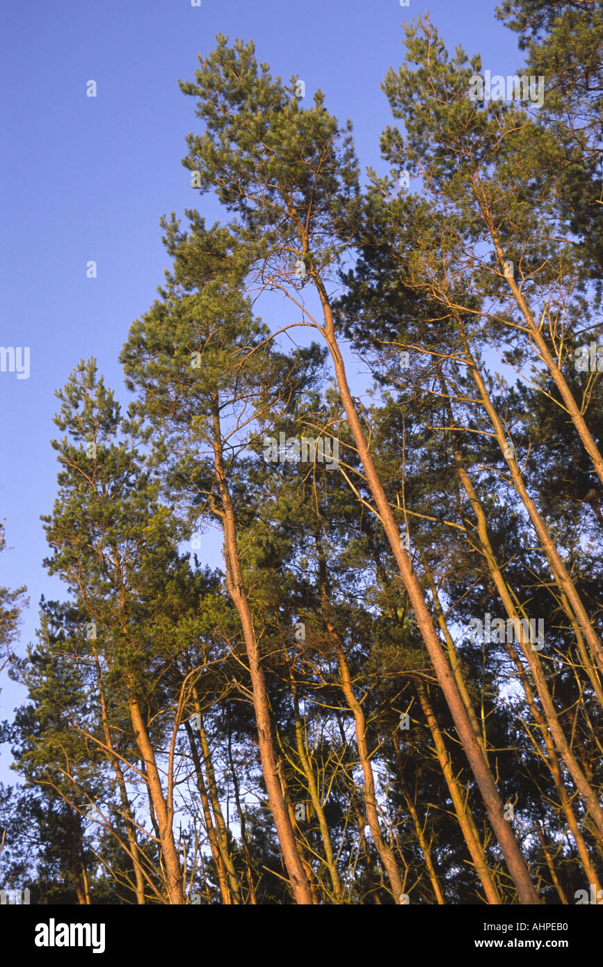 Combrook Wood Warwickshire England UK Stock Photo - Alamy