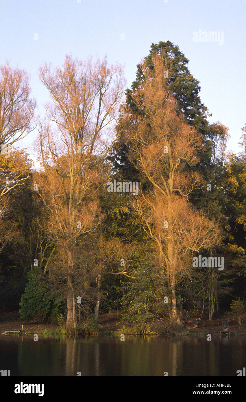 Autumn trees beside Compton Verney Lake Warwickshire England UK Stock ...