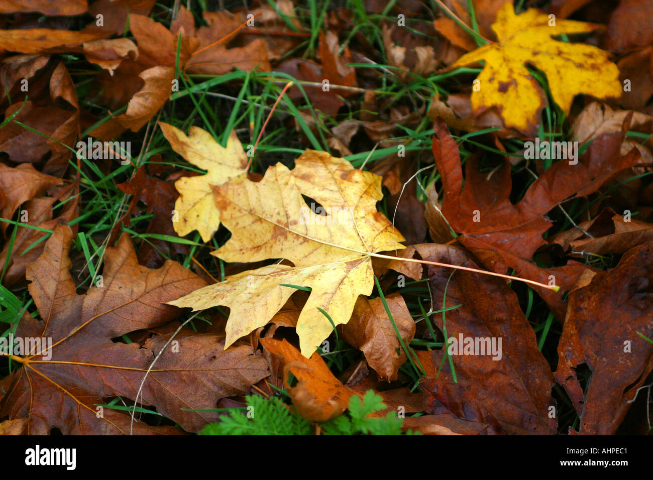 Splendor of colors hi-res stock photography and images - Alamy