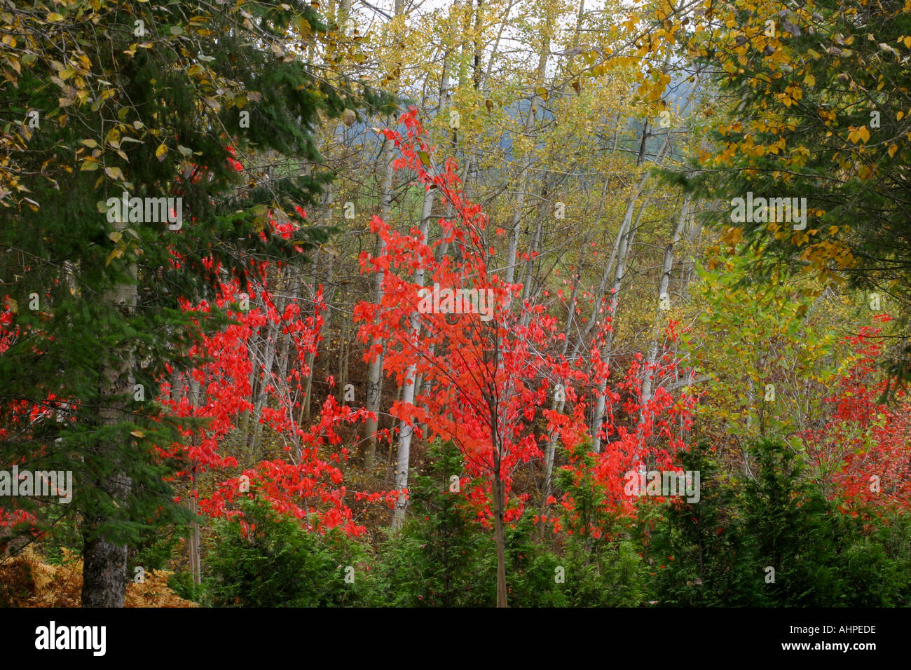 Splendor of the seas hi-res stock photography and images - Alamy