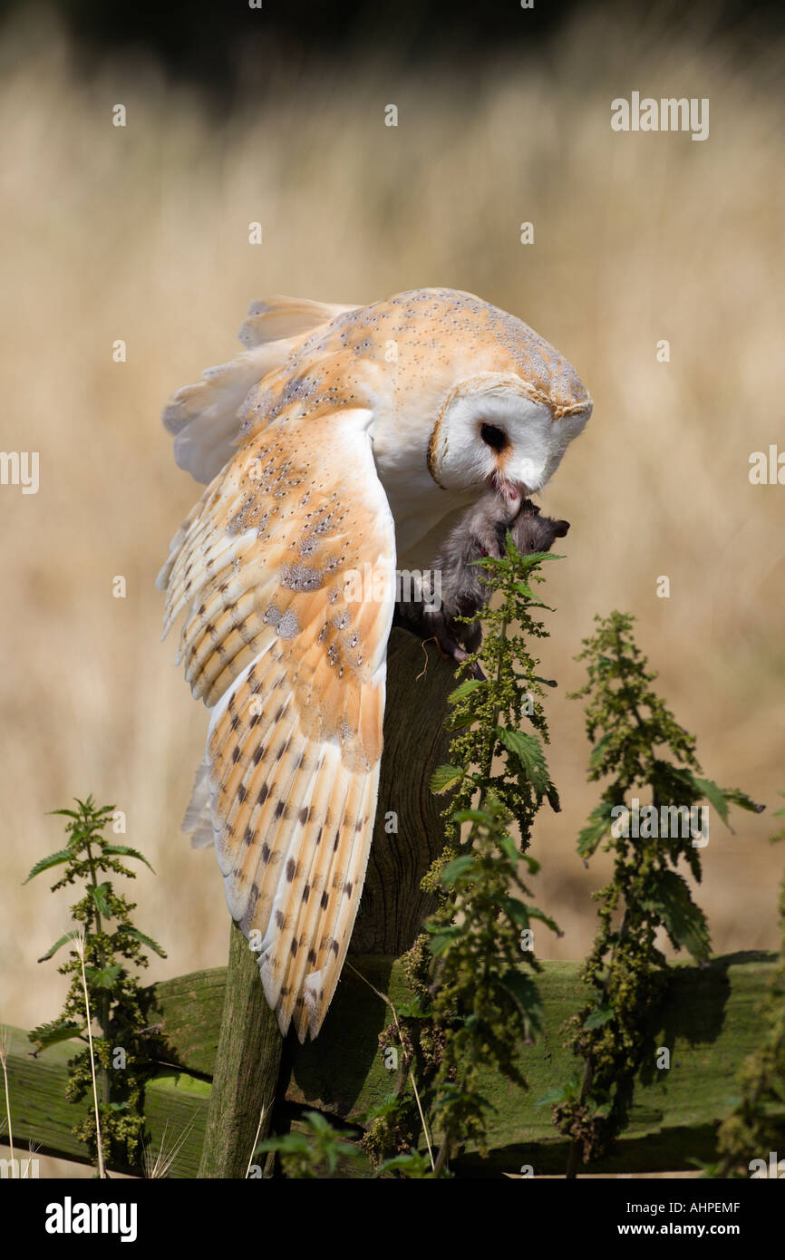 Barn owl Tyto alba on post eating rat Northamptonshire Stock Photo - Alamy