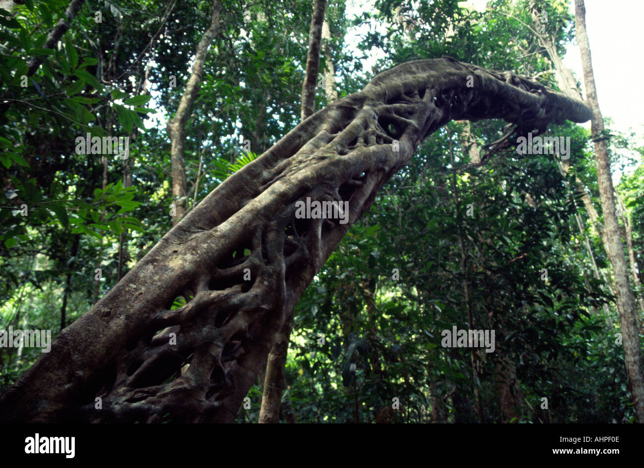 Strangler fig in Daintree National Park North Queensland Australia ...