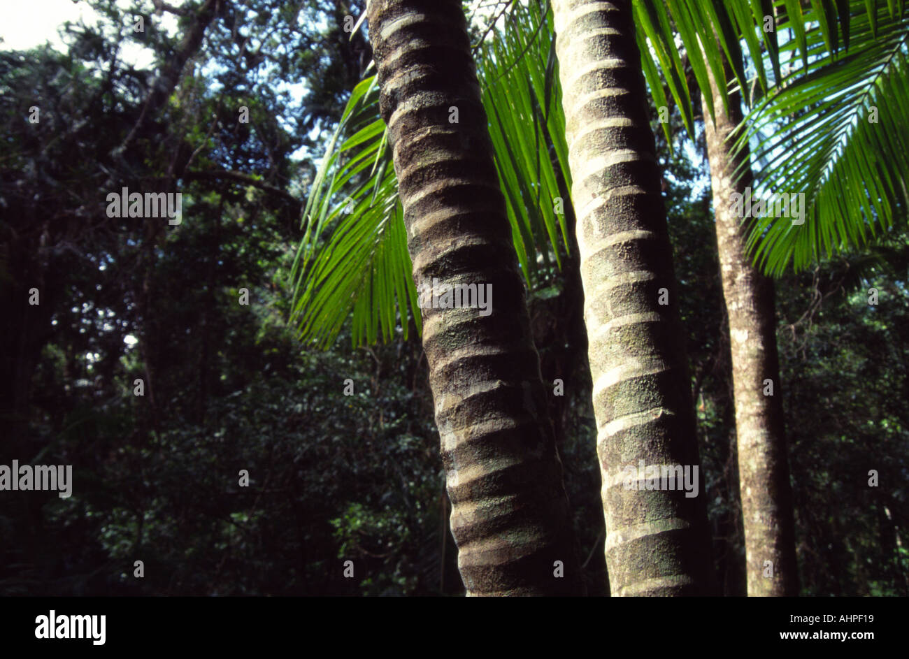 Palm Tree Trunks in Daintree National Park Queensland Australia Stock ...
