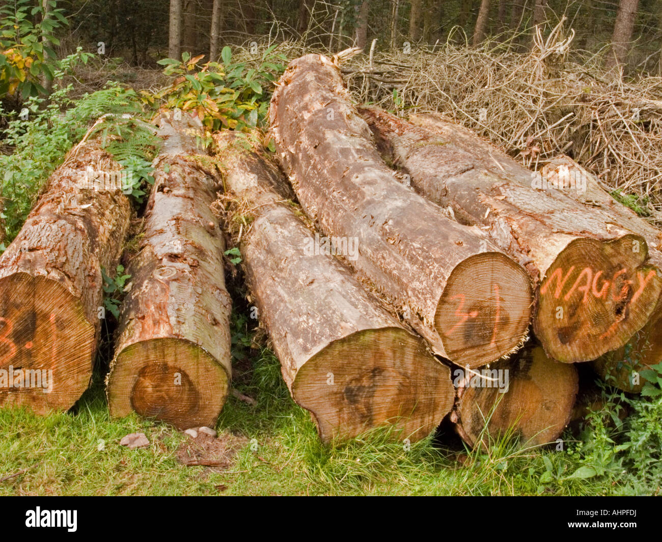 Logs, Delamere Forest, Cheshire Stock Photo - Alamy