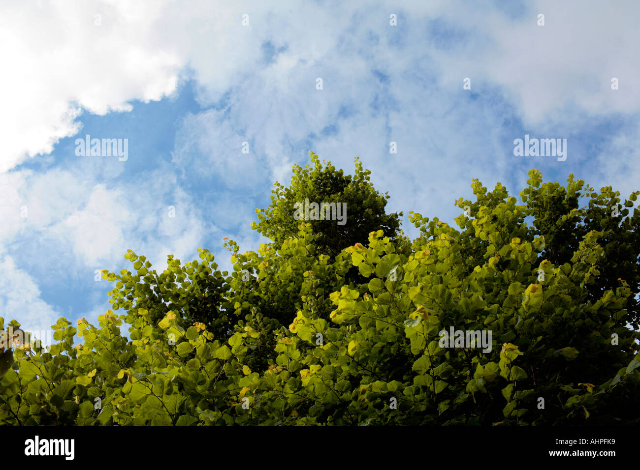 Common Beech Tree covered in Leaves against a mixed blue and cloudy sky ...