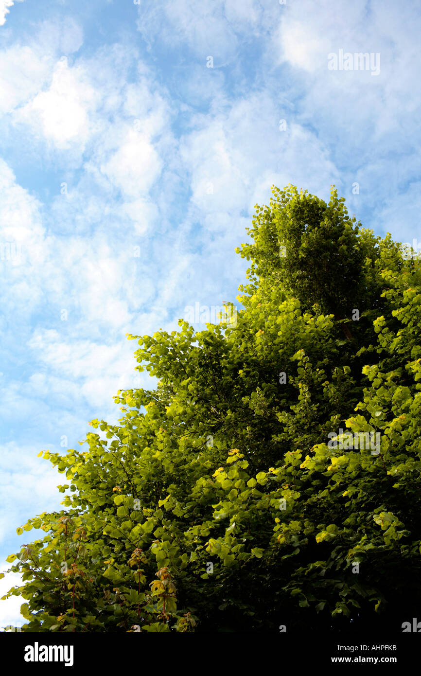 Common Beech Tree covered in Leaves against a mixed blue and cloudy sky ...