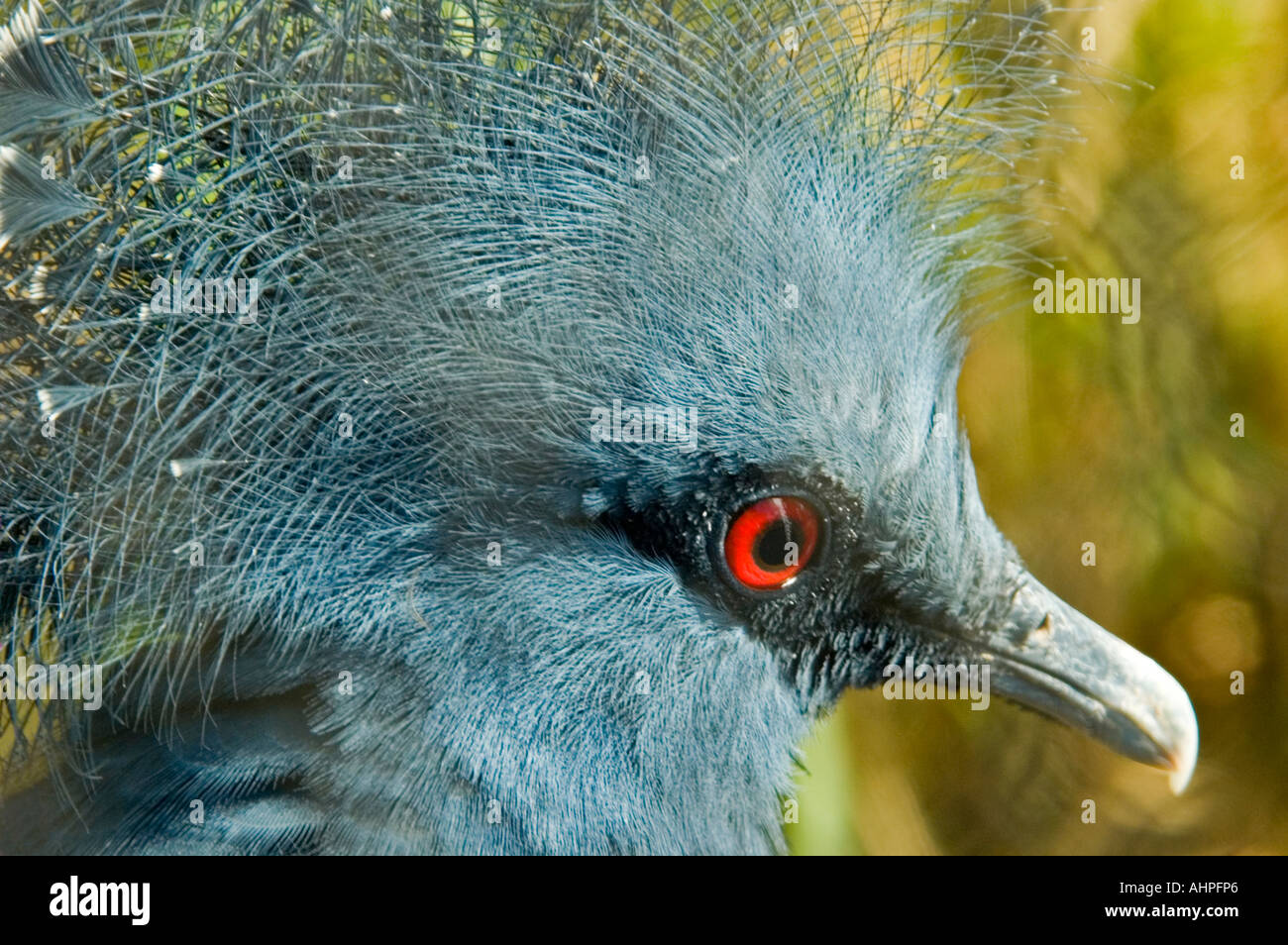 Horizontal close up of a Victoria Crowned Pigeon [goura victoria ...