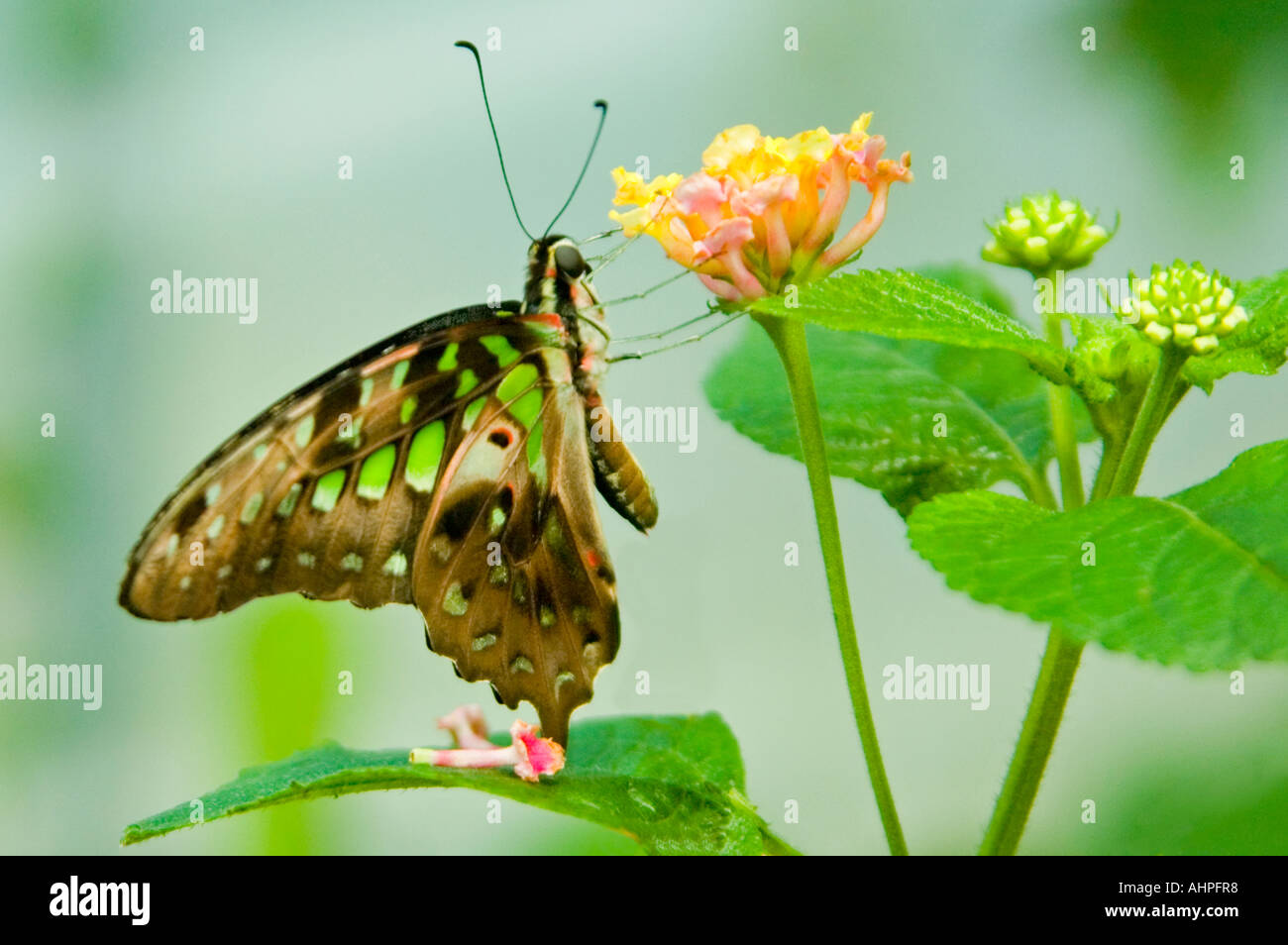 Graphium agamemnon papilionidae butterfly hi-res stock photography and ...