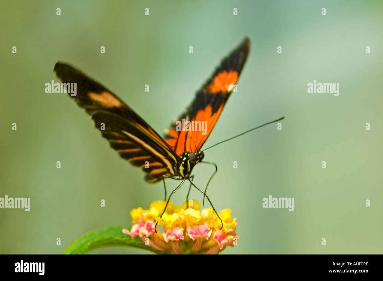 Horizontal close up of a small Postman Longwing butterfly [Heliconius ...