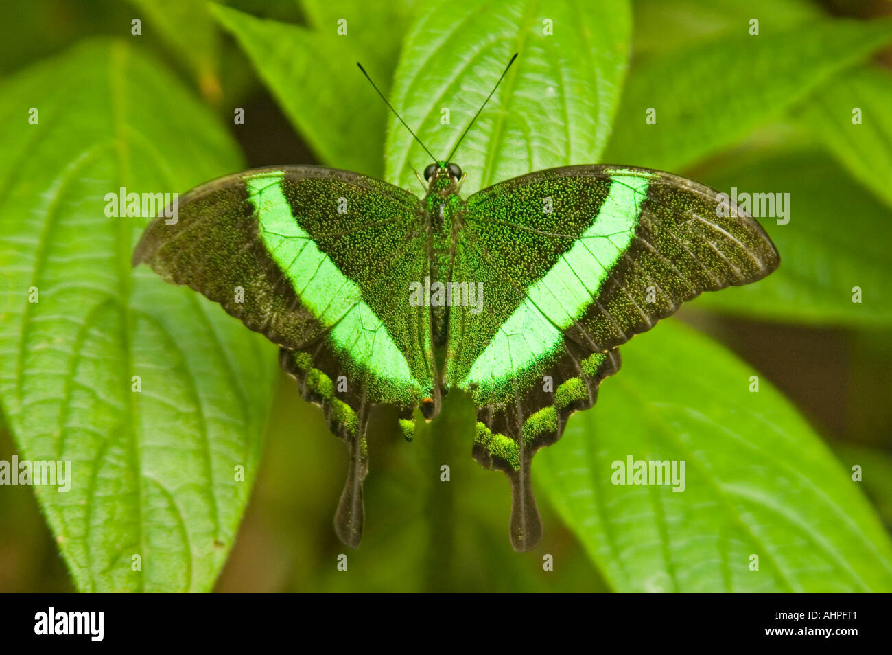 Horizontal close up of an iridescent Emerald Swallowtail butterfly ...