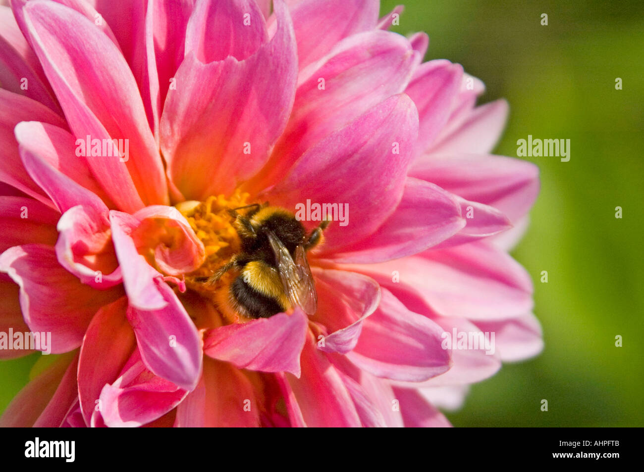 Fat bumble bee hi-res stock photography and images - Alamy