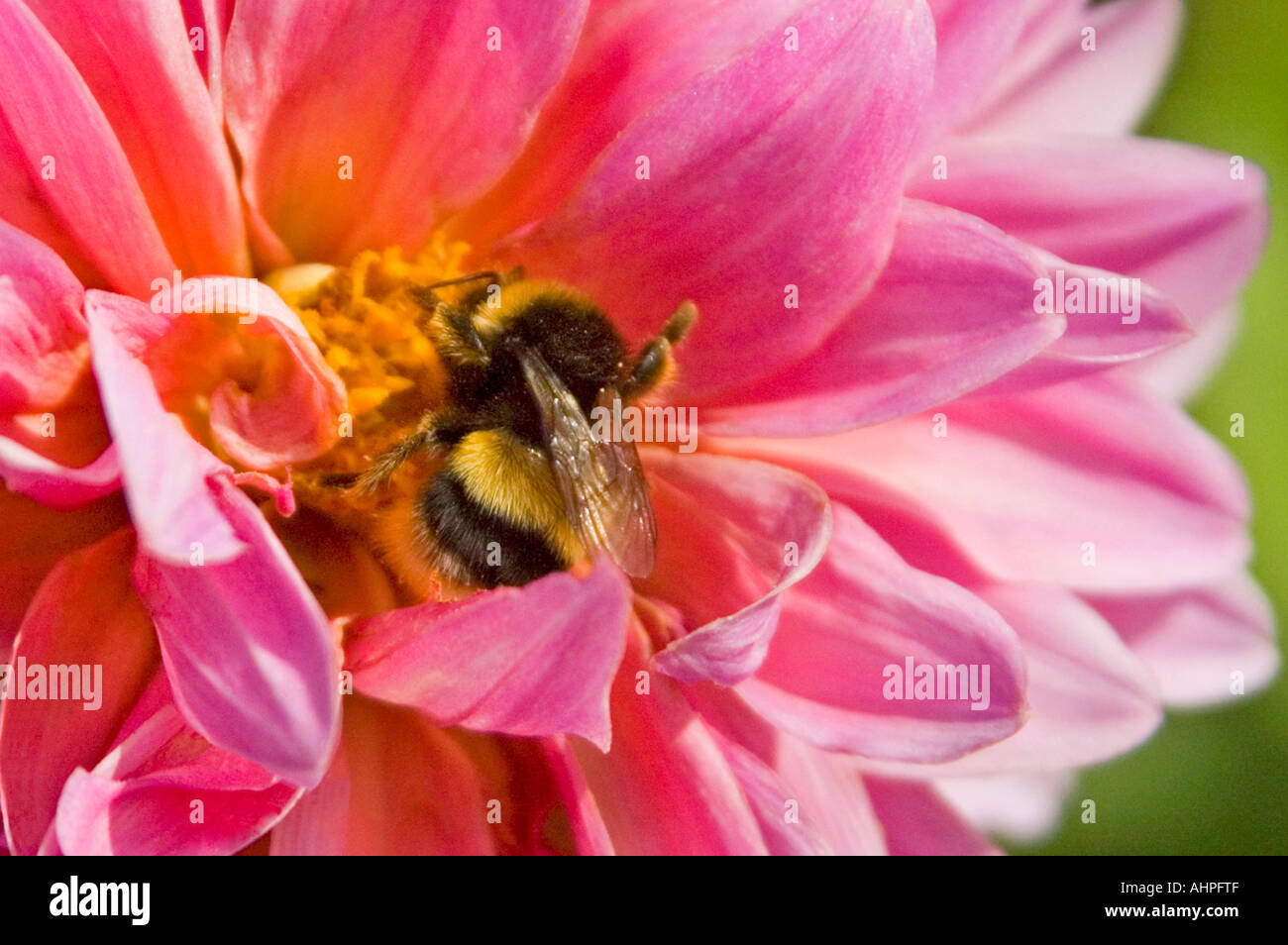 Fat bumble bee hi-res stock photography and images - Alamy
