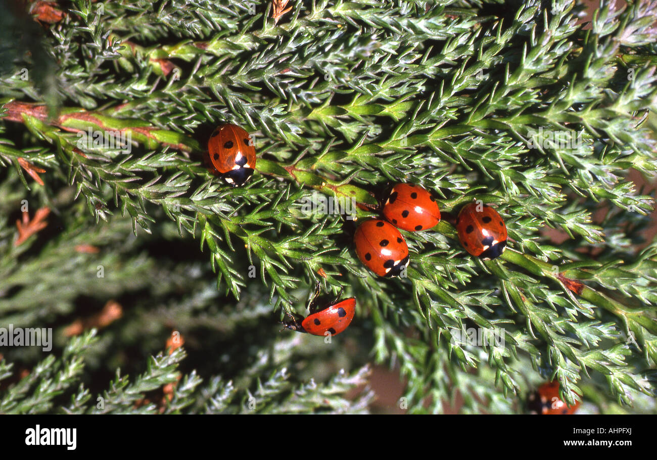 Group of Ladybird beetles on evergreen leaf Stock Photo - Alamy