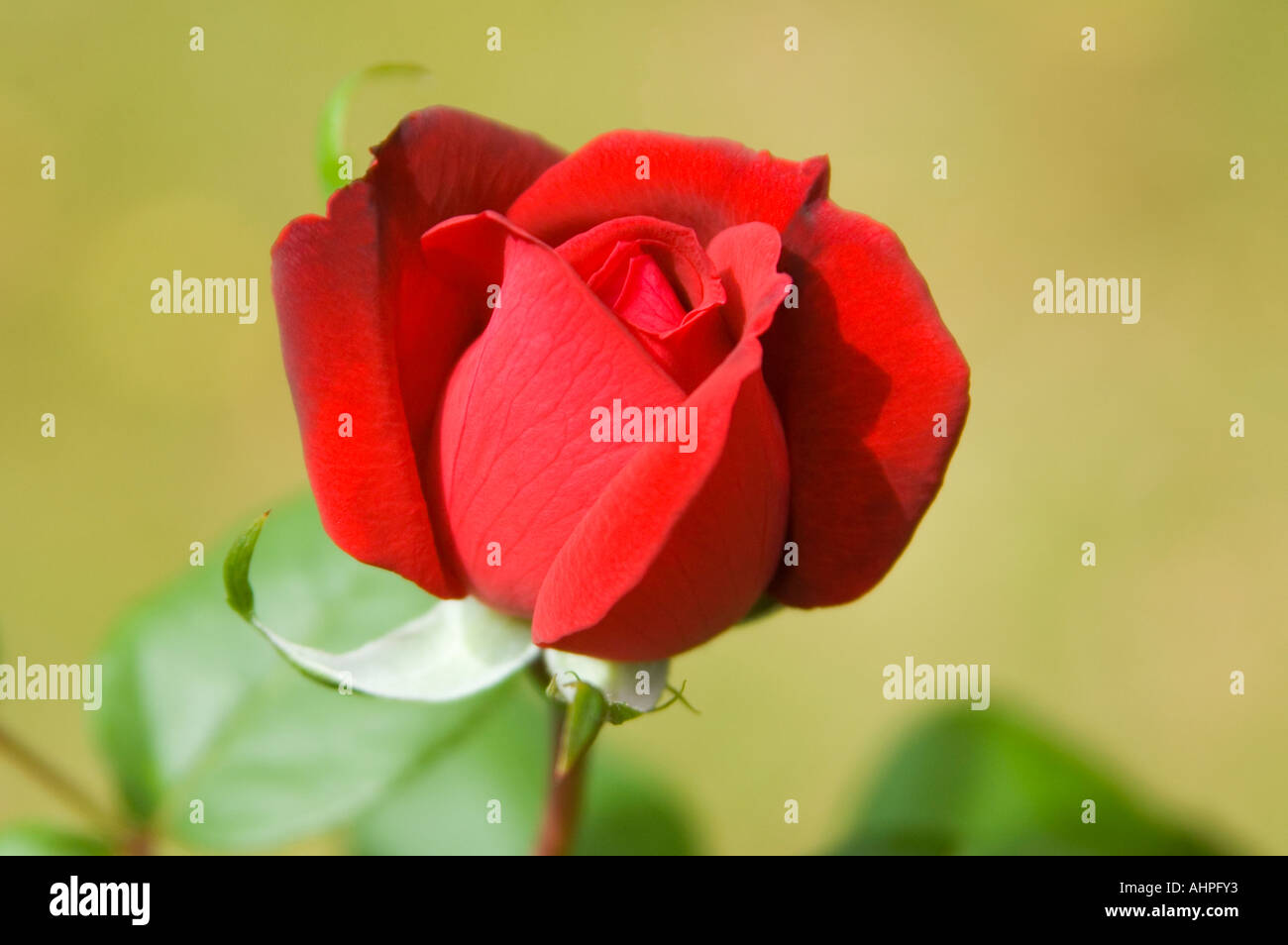Horizontal close up of a single bright red rose in the sunshine Stock ...